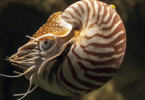 The Unique Saola – Critter Science