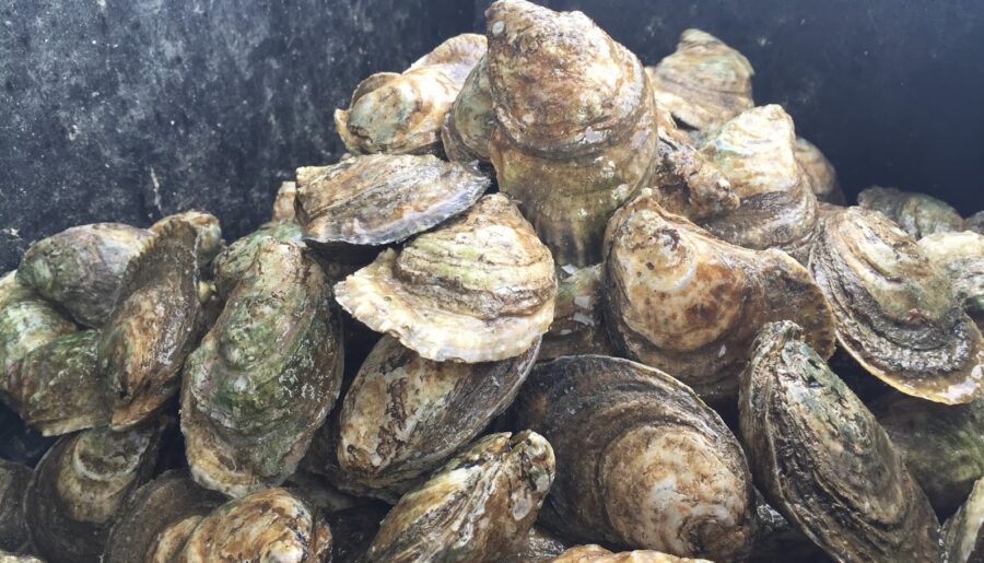 The Interesting Oyster | Critter Science