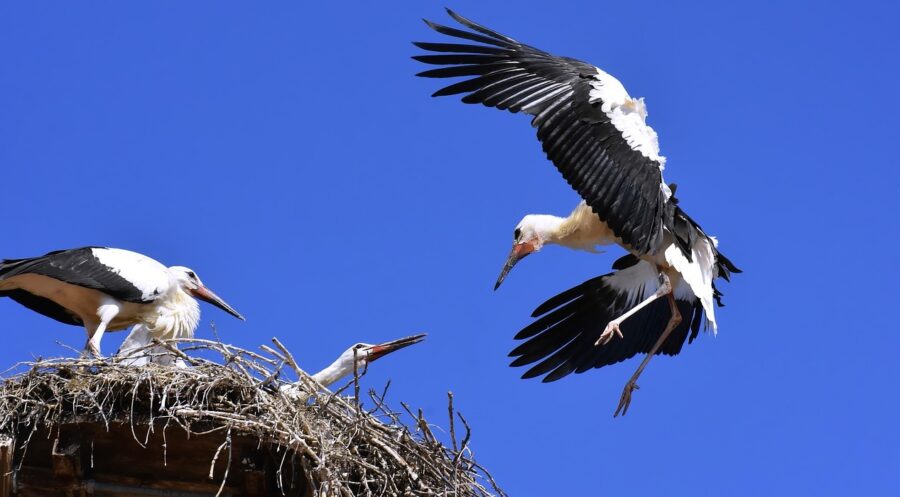 The Distinctive White Stork | Critter Science