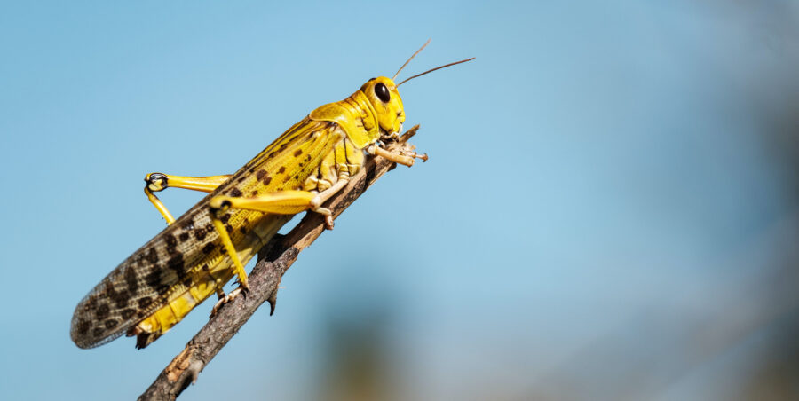 The African Desert Locust | Critter Science