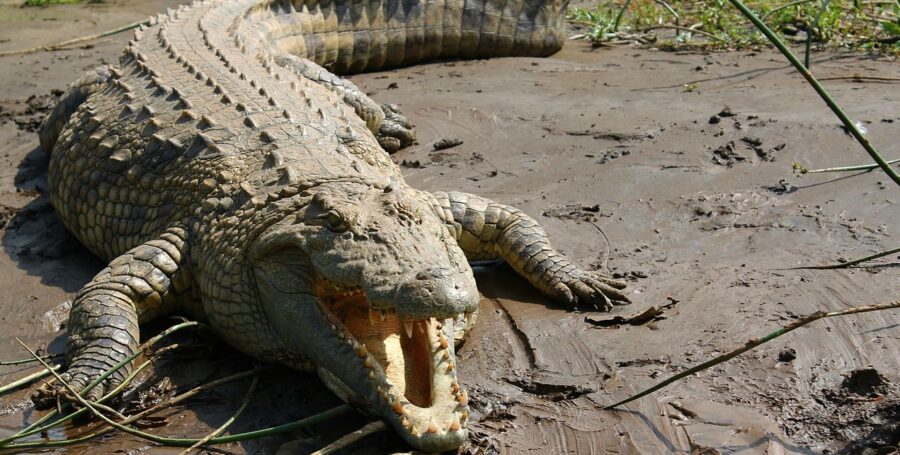 The Fearsome Nile Crocodile | Critter Science The Fearsome Nile Crocodile | Critter Science