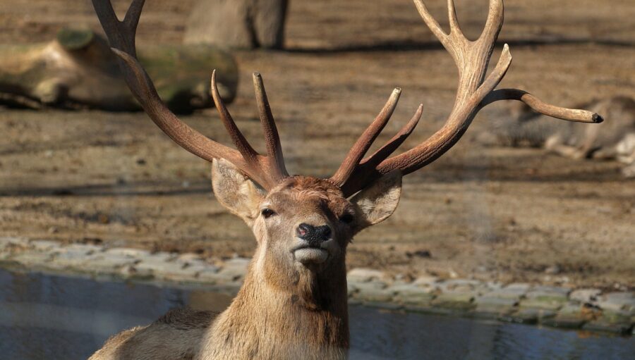 The Bactrian Deer | Critter Science
