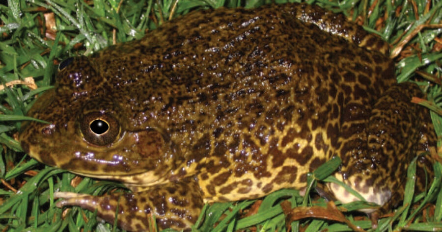 The Chinese Edible Frog | Critter Science