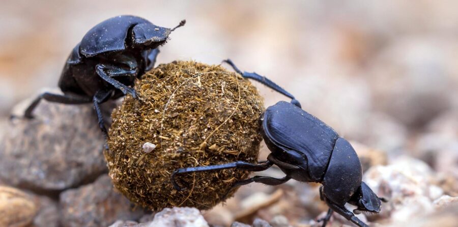 The Lowly Dung Beetle | Critter Science