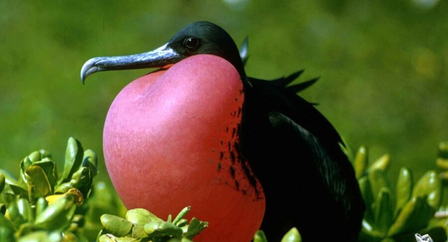 The Magnificent Frigatebird | Critter Science