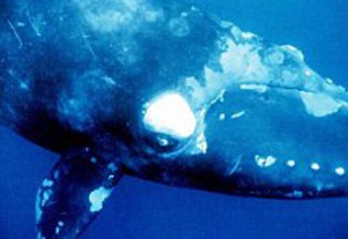 Behold the Spectacular Humpback Whale – Critter Science