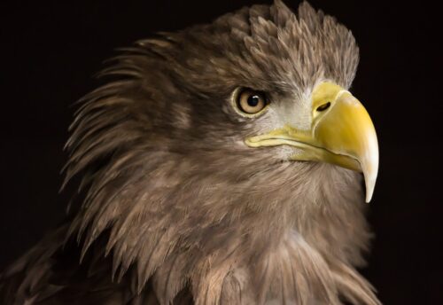 The Massive Kodiak Bear – Critter Science