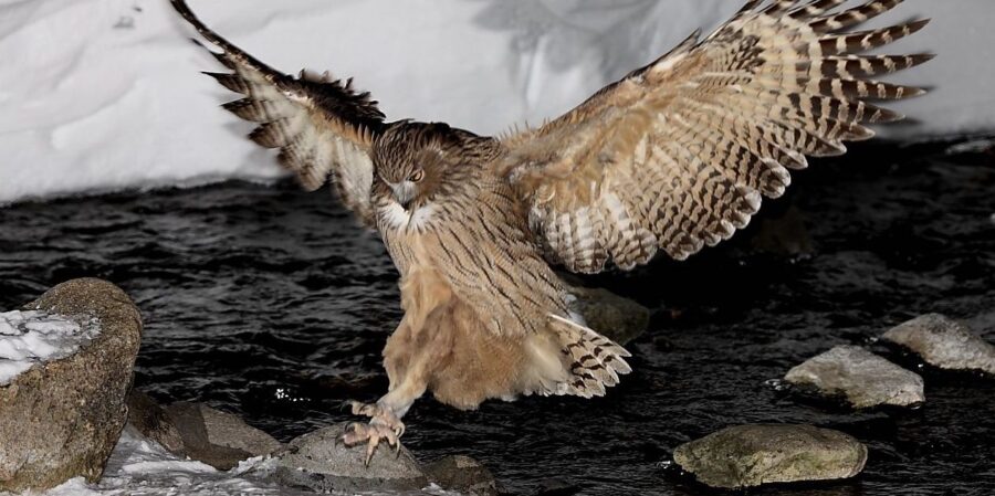 The Blakiston’s Fish Owl | Critter Science
