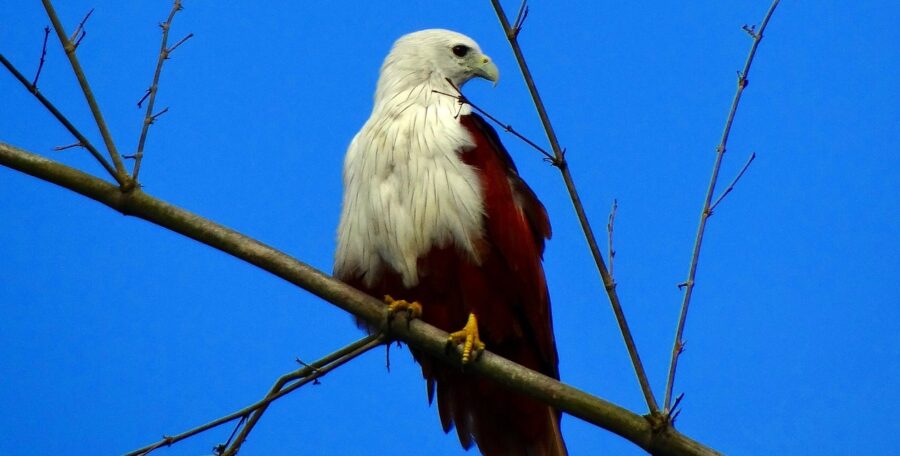 The Brahminy Kite | Critter Science