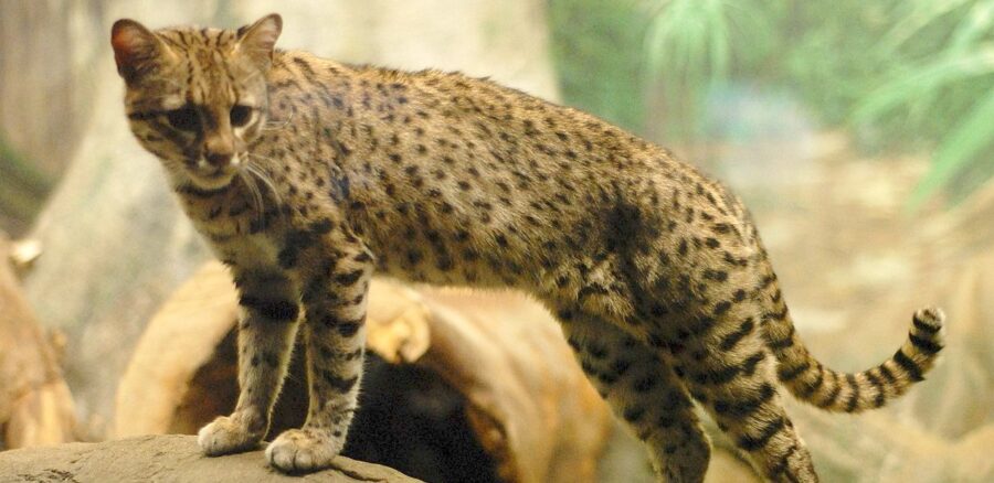 The Geoffroy's Cat | Critter Science