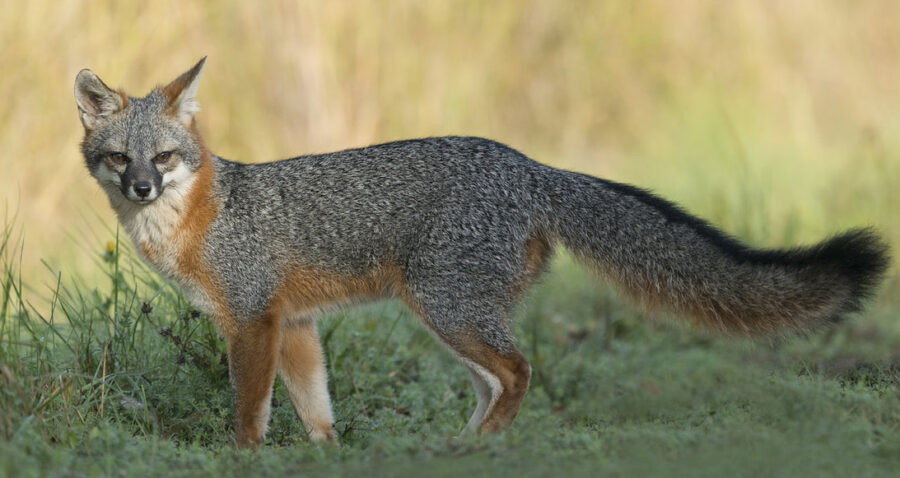 The Clever Gray Fox | Critter Science