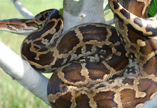 The Raven Cometh – Critter Science