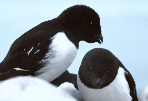 The Dementor Wasp – Critter Science