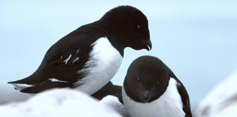 The Little Auk | Critter Science