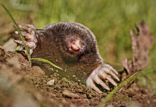 The Dementor Wasp – Critter Science