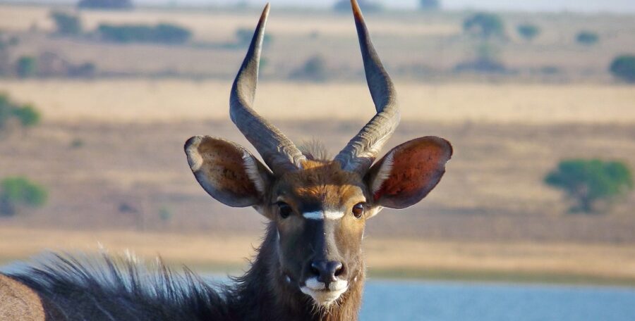 The Beautiful, Spiral-Horned Nyala | Critter Science
