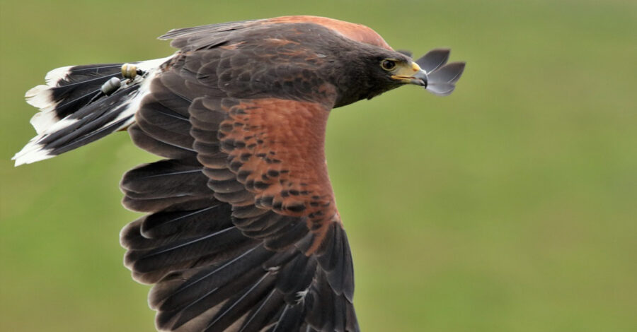 The Harris’s Hawk | Critter Science