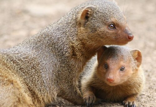 The Mule Deer – Critter Science