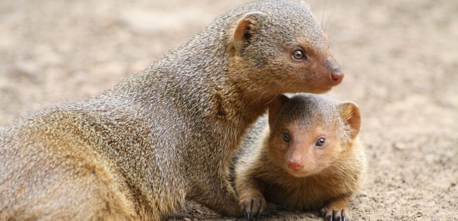 The Mighty Mongoose | Critter Science