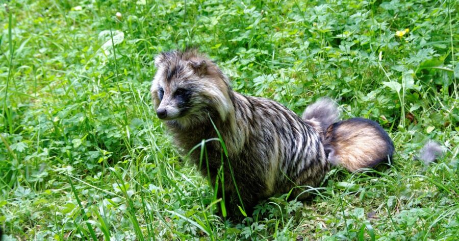 The Raccoon Dog | Critter Science