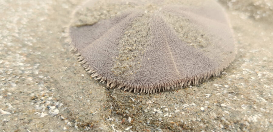 The Truth About the Sand Dollar | Critter Science