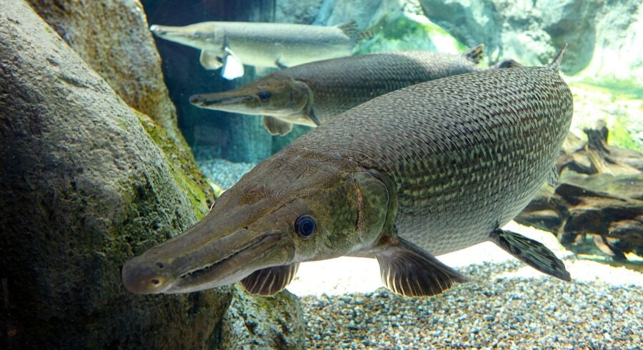 The Ginormous Alligator Gar | Critter Science