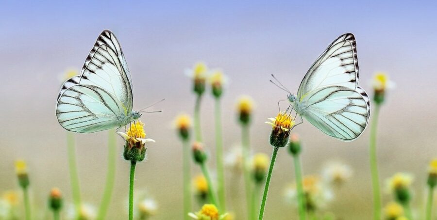 Cathemeral | Critter Science