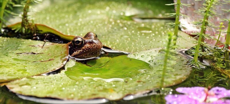 How Well Do You Know Amphibians? | Critter Science