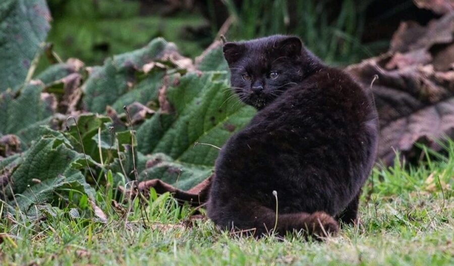 One of the Smallest Known Cats, the Kodkod | Critter Science