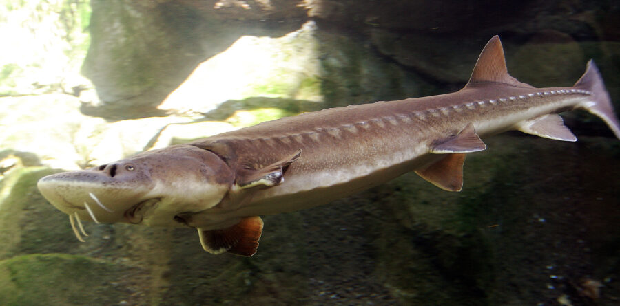 The Prehistoric Looking Lake Sturgeon | Critter Science