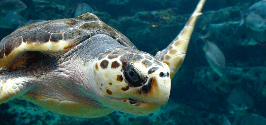 The Loggerhead Sea Turtle | Critter Science