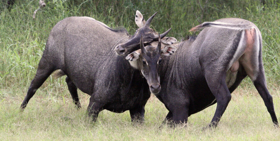 The Largest Asian Antelope, the Nilgai | Critter Science