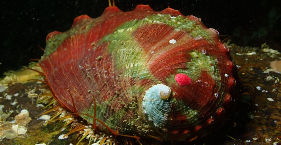 The Groovy Abalone | Critter Science
