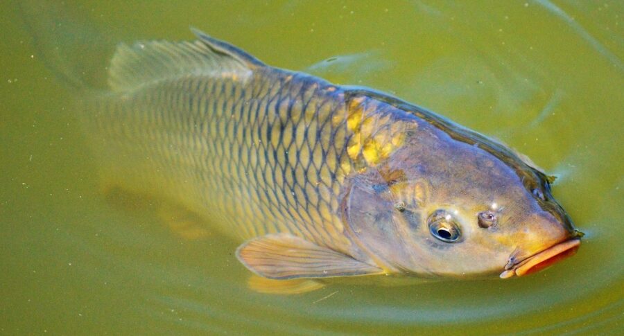 The Problematic Carp | Critter Science
