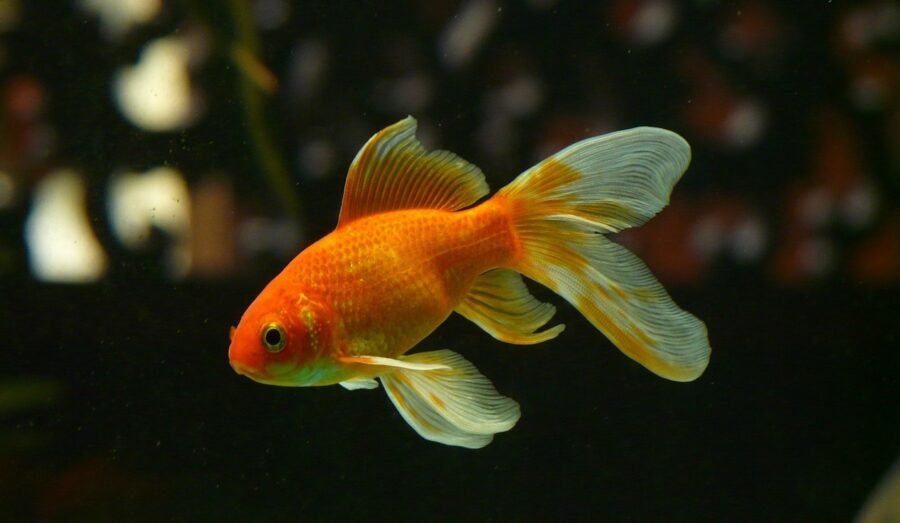 The Fascinating Goldfish | Critter Science