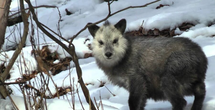 The Japanese Serow | Critter Science