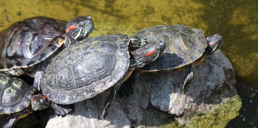 brumation | Critter Science