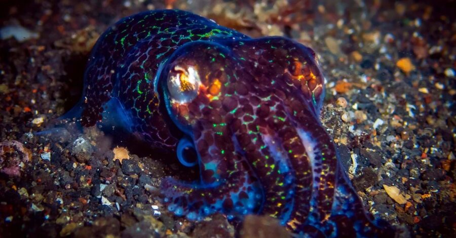Critter Science — The Thai Bobtail Squid. The World's Smallest?