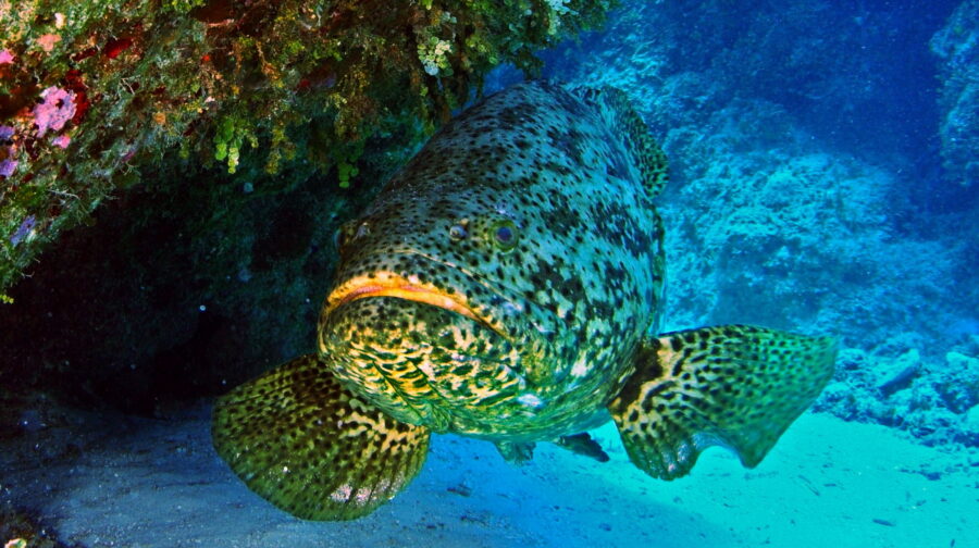 The Massive Atlantic Goliath Grouper | Critter Science