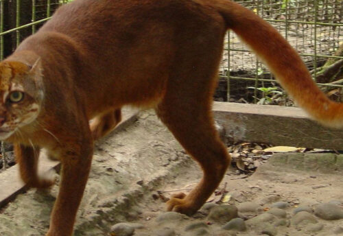 The Whooping Crane – Critter Science