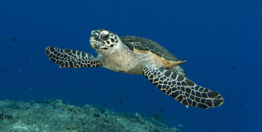 The Hawksbill Sea Turtle | Critter Science