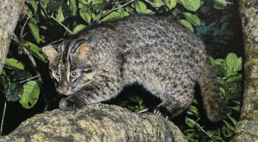 The Iriomote Cat | Critter Science