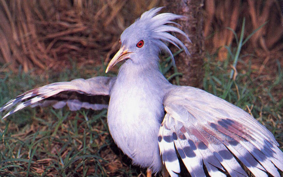 The Unique Kagu | Critter Science