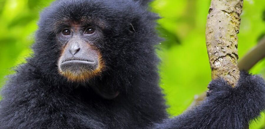 The Graceful and Loud Siamang Gibbon | Critter Science