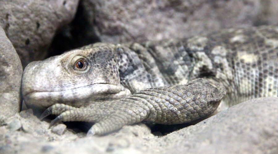 The Savannah Monitor | Critter Science