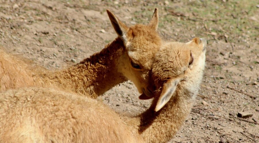 The Petite Vicuña | Critter Science