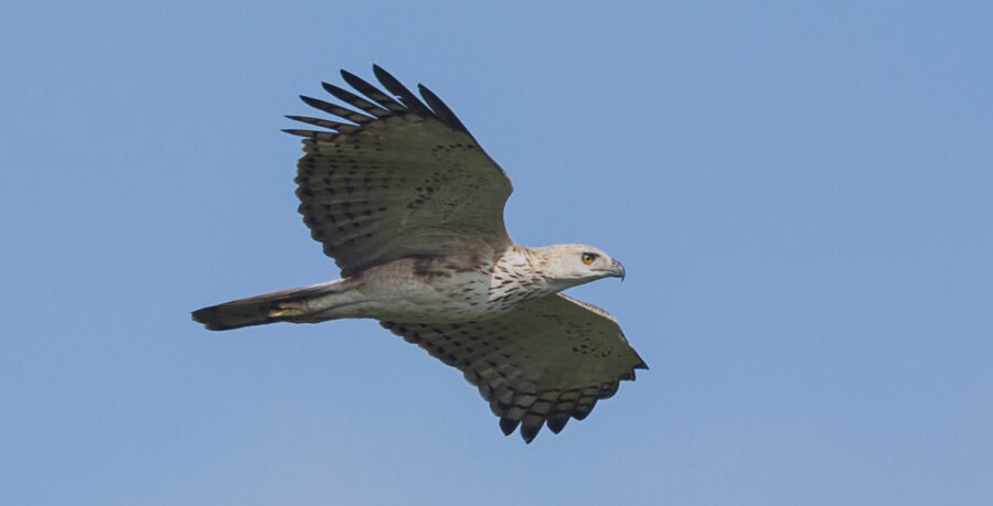 The Changeable Hawk-Eagle | Critter Science