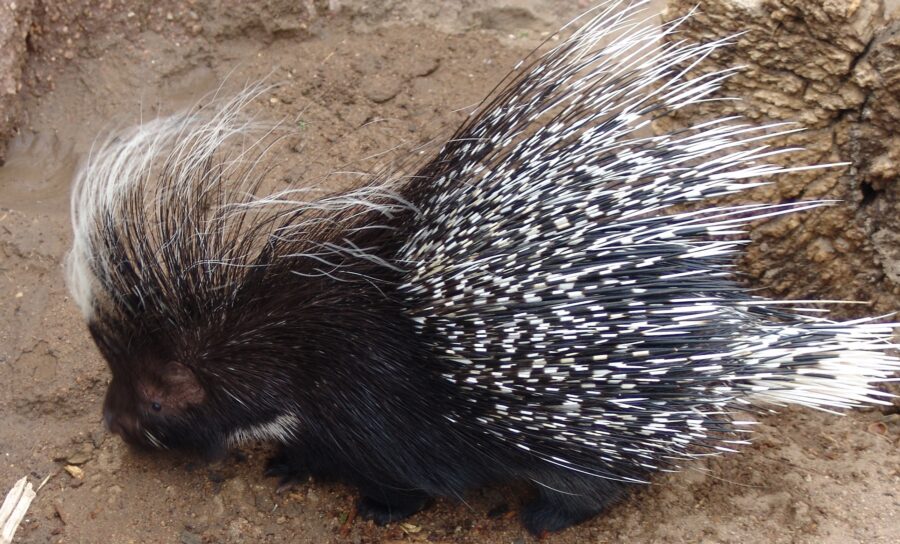 The Prickly, Crested Porcupine | Critter Science