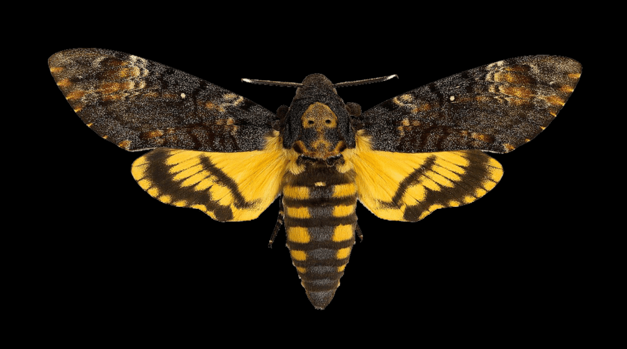 The Famous Death's-Head Hawkmoth | Critter Science