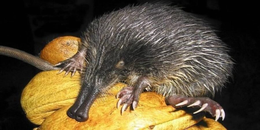 The Curiously Odd Pyrenean Desman | Critter Science